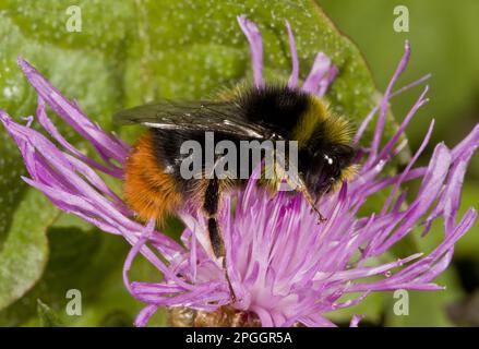 Stone bumblebee, red-tailed bumblebees (Bombus lapidarius), Bumblebee ...