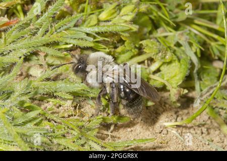 Solitary digger bees (Andrena vaga), Willow Earth Bee, Willow Sand Bees ...