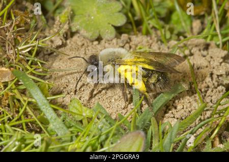 Solitary digger bees (Andrena vaga), Willow Earth Bee, Willow Sand Bees ...