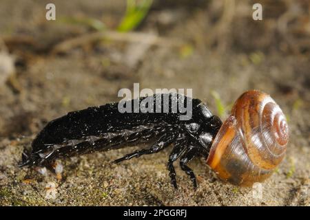 Ground Beetle (Carabidae sp.) larva, feeding on snail prey, Italy ...