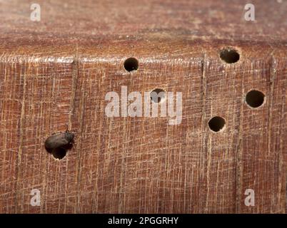 Common Furniture Beetle (Anobium punctatum) adult, with larval holes ...