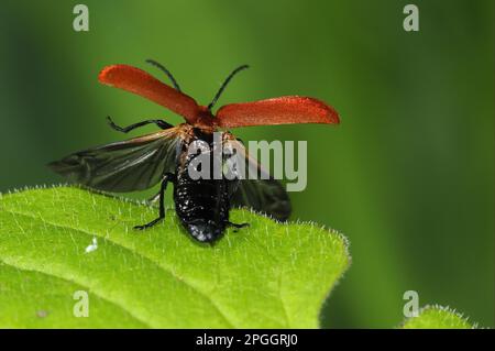 Red-headed Fire Beetle, red-headed cardinal beetle (Pyrochroa ...