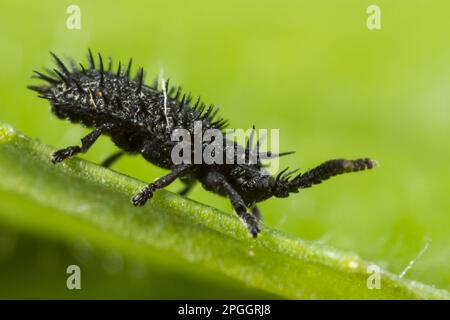 beetle (Hispella atra Stock Photo - Alamy