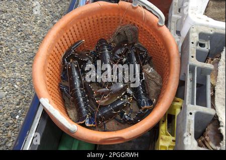 Catch of Common Lobster (Homarus vulgaris) unloaded from fishing boat ...
