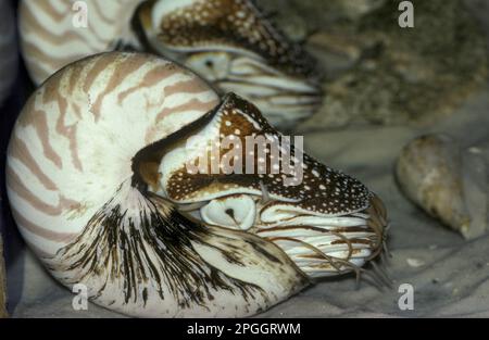 Pearl boat, pearly nautilus, Other animals, Cephalopods, Animals ...