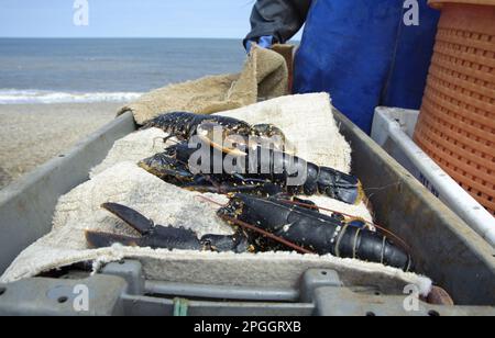 Catch of Common Lobster (Homarus vulgaris) unloaded from fishing boat ...