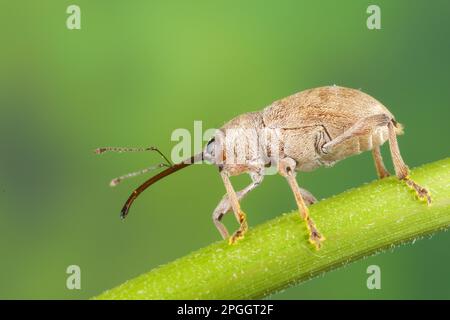 Chestnut Weevil (Curculio elephas) adult, with pollen on rostrum and ...
