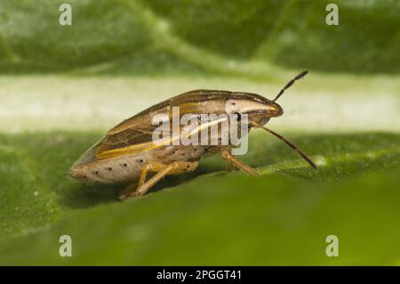 Conebug, Cereal Conebug, Conebug, Conebugs, Cereal Conebugs, Conebugs ...