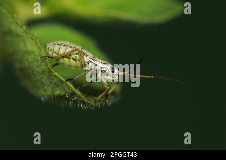 Long haired dagger bug Stock Photo - Alamy