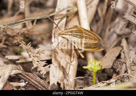 Conebug, Cereal Conebug, Conebug, Conebugs, Cereal Conebugs, Conebugs ...