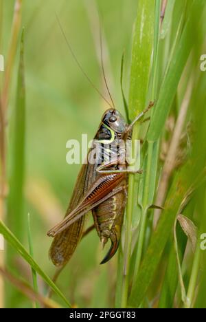 Bush cricket (family Tettigoniidae) resting on a rainforest leaf. Bush ...