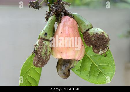 Cashew-nut (Anacardium occidentale) close-up of ripening fruit with nut ...