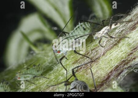 Slender mugwort aphid, Macrosiphoniella oblonga, on wild mugwort plant ...