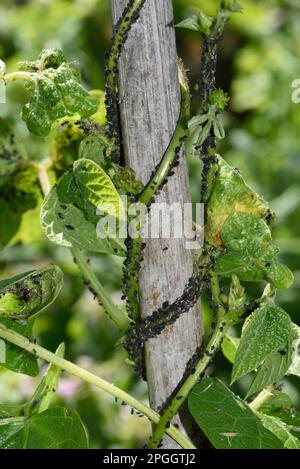 Black aphids on broad bean plant Stock Photo - Alamy
