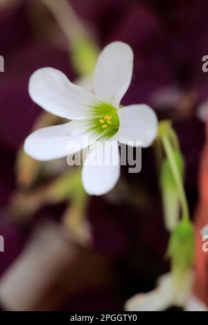 Violet clover (Oxalis triangularis), Europe, Germany Stock Photo - Alamy
