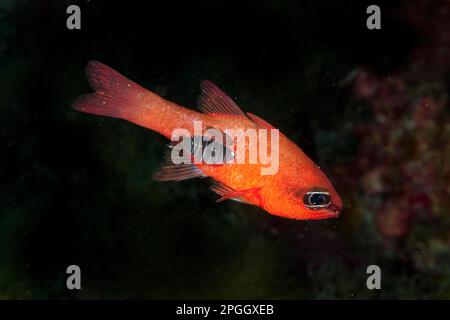 A tongue eating Isopod (Cymothoa exigua) is examined by Dr Jim Brock ...