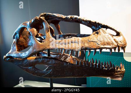 Giganotosaurus Dinosaur Skull on Display Stock Photo - Alamy