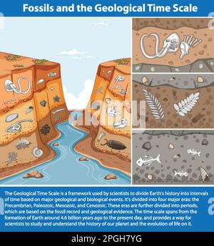 Fossils and the Geological Time Scale illustration Stock Vector Image ...