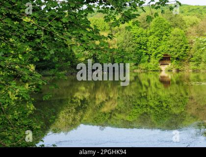 pond in beech woods. nature scenery with trees reflecting on the water ...