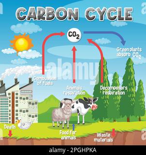 Carbon Cycle Diagram for Science Education illustration Stock Vector ...