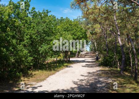 Pine forest in Schoorls dunes nature reserve, Schoorl, North Holland ...