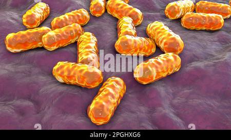 Enterobacter sp. bacteria, computer illustration. These are Gram ...