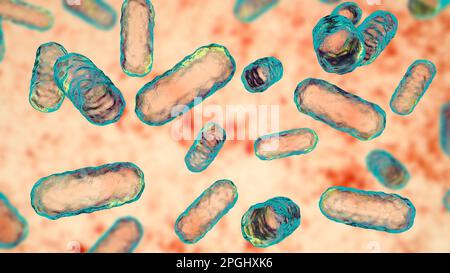 Enterobacter sp. bacteria, computer illustration. These are Gram ...