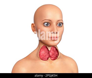 Illustration of human thyroid gland on light pink background Stock ...