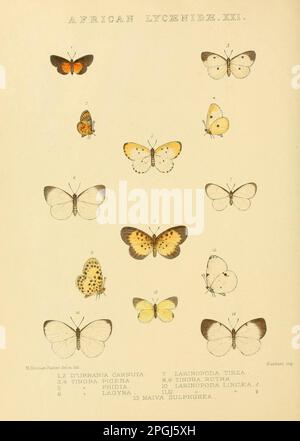 Grose-Smith & Kirby, 1892 Rhopalocera Exotica, being Illustrations of ...