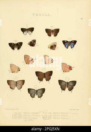 Illustrations of diurnal Lepidoptera 7 Stock Photo - Alamy