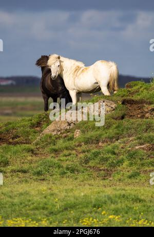 Icelandic horses standing on grassy field against cloudy sky during ...