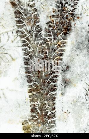 Car tracks on the snow. Winter road Stock Photo - Alamy