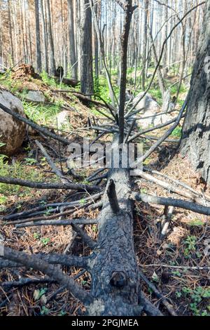 Fire-damaged forest boreal forests. Burnt boreal forests. Wildfire low ...