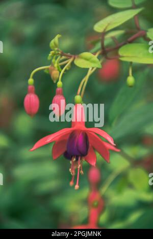 Fuchsia is a genus of flowering plants. Usually a shrub Stock Photo - Alamy