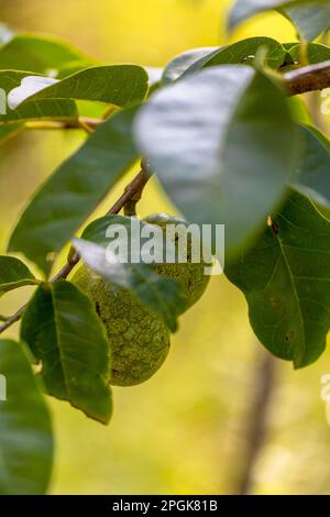 A vertical closeup of a pond apple tree branch with fruit. Annona ...