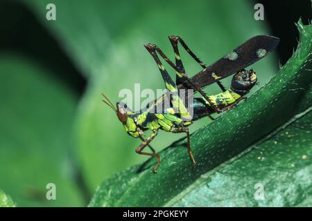 Erianthus serratus / Monkey grasshoppers on leaf,Monkey grasshoppers ...