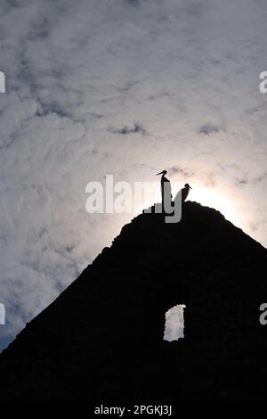 Silhouettes of two storks on the roof of Cârța Monastery Stock Photo ...