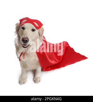 Adorable dog in red superhero mask on white background Stock Photo - Alamy