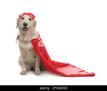 Adorable dog in red superhero cape and mask on white background Stock ...