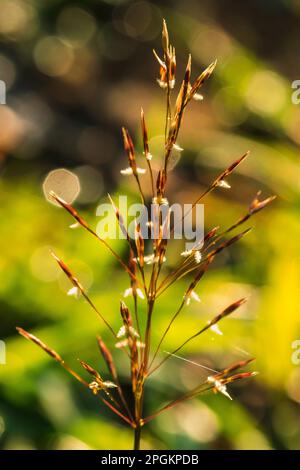 Grass pollen in nature Are breaking out for distribution Stock Photo ...