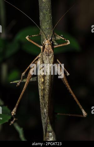 Brown grasshopper , Large grasshoppers, harmonious colors Some are all ...