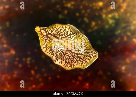 Liver fluke. Computer illustration of an adult liver fluke (Fasciola ...