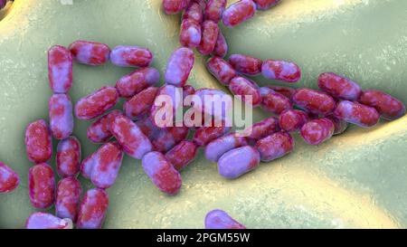 Kingella kingae bacteria, computer illustration. K. kingae is a Gram ...