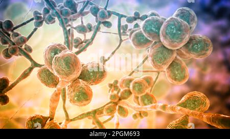 Fungus Sporothrix schenckii, causative agent of the infection ...