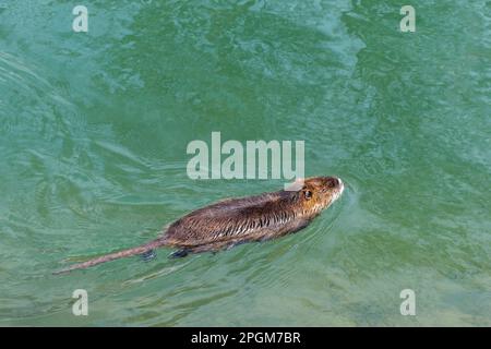 Nutria, the middle plan of a nutria floating on a river, lake or pond ...