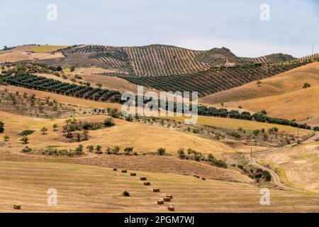 Countryside of Spain. Hills with agriculture. Avocado tree, orange tree ...