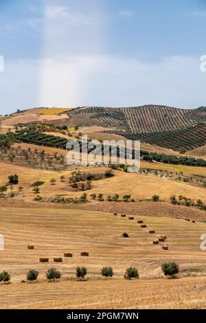 Countryside of Spain. Hills with agriculture. Avocado tree, orange tree ...