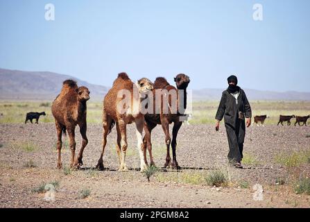 Large flock of sheep with Berber shepherd on the edge of the Sahara ...