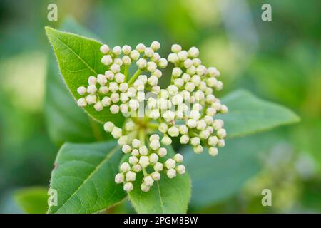 closeup of closed flowers of Viburnum nudum, Adoxaceae family, macro ...