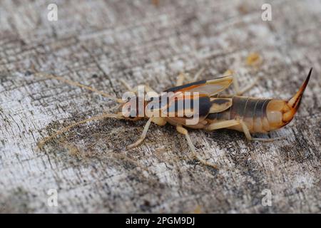 Shore Earwig (Labidura riparia Stock Photo - Alamy